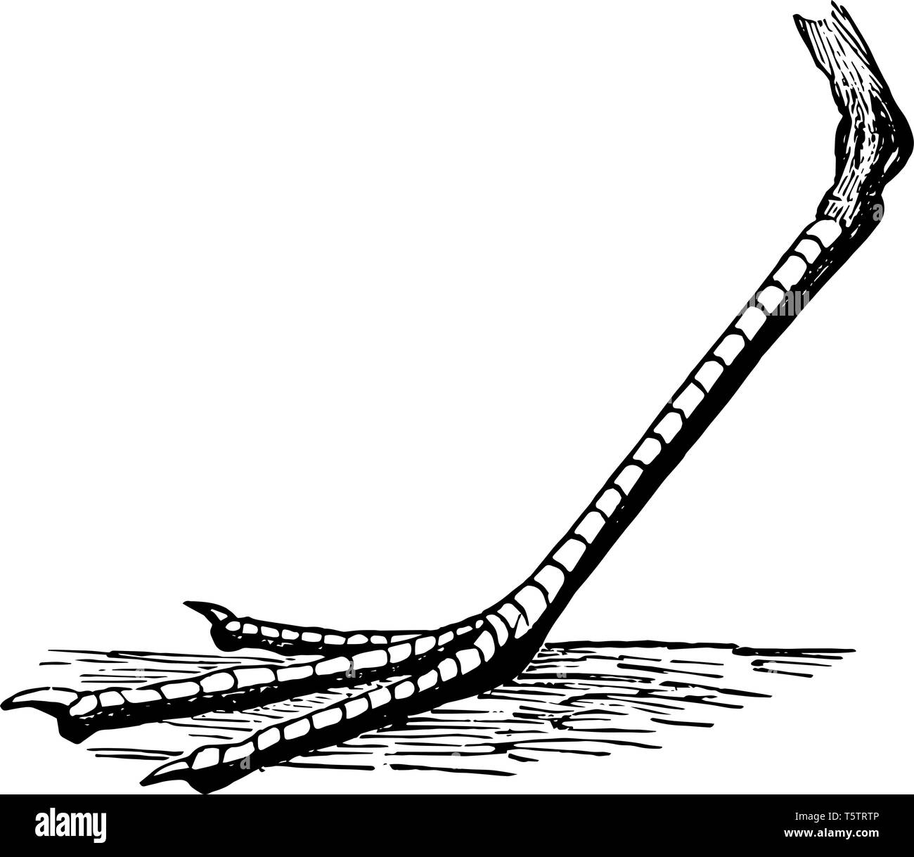 Sanderling illustration Stock Vector Images - Alamy