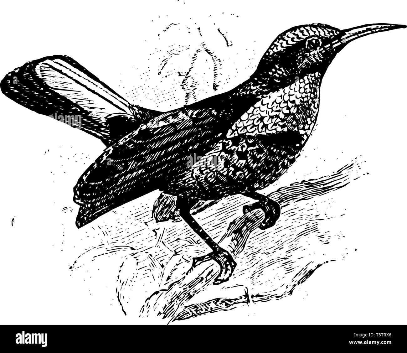 Riflebird hi-res stock photography and images - Alamy