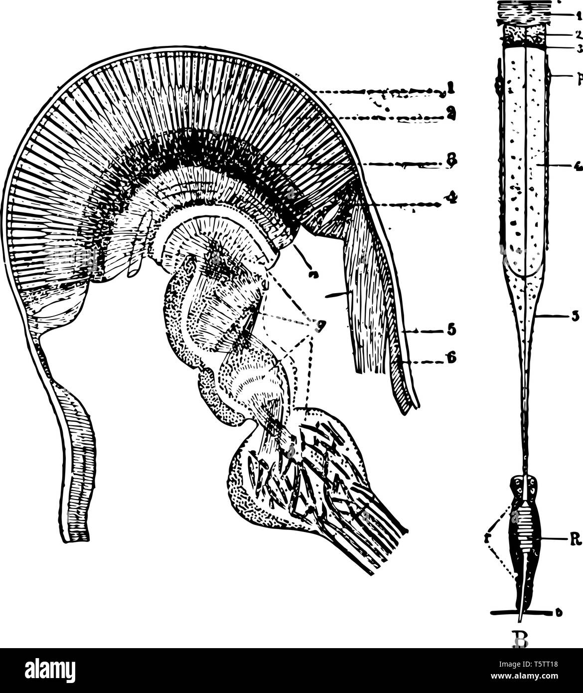 Eye of a Crayfish in which a single element from the compound eye of a ...