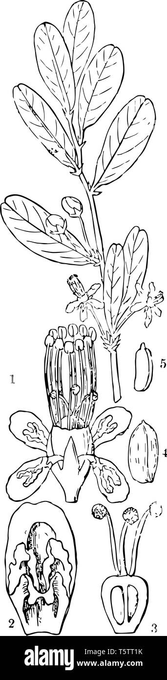 Coca plants Stock Vector Images - Alamy