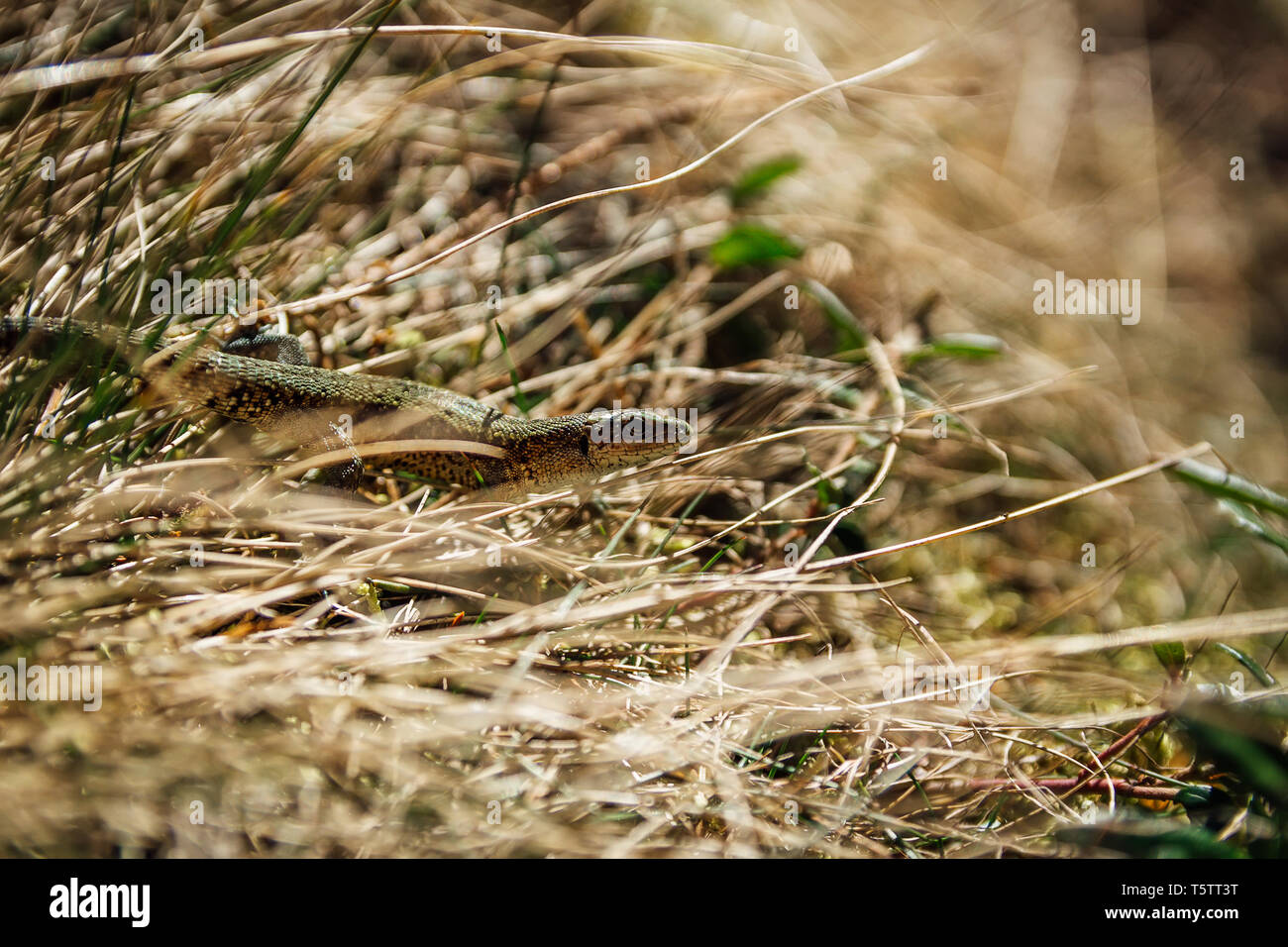 Small little brown lizard in grass, Czech republic Stock Photo - Alamy