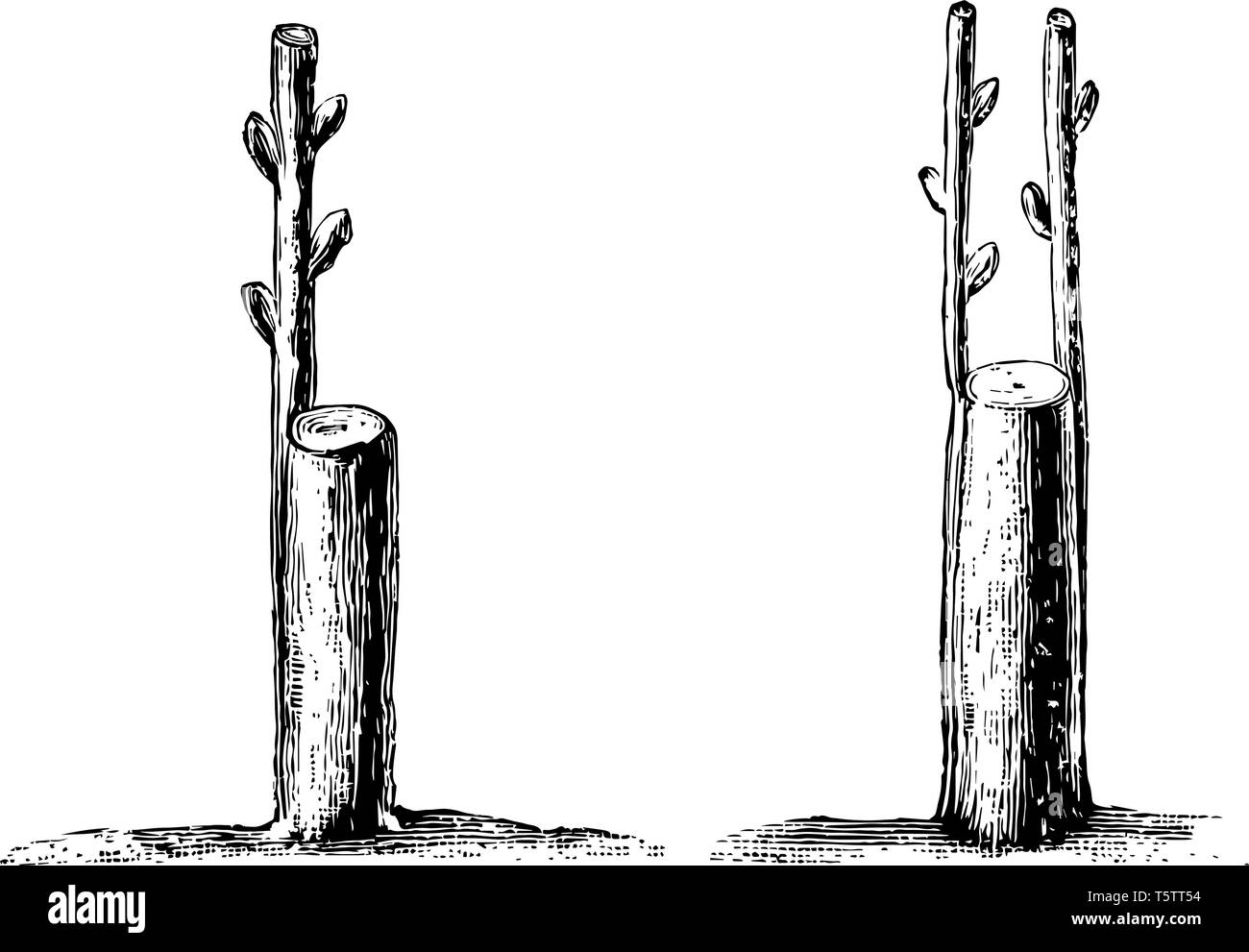 Crown grafting hi-res stock photography and images - Alamy