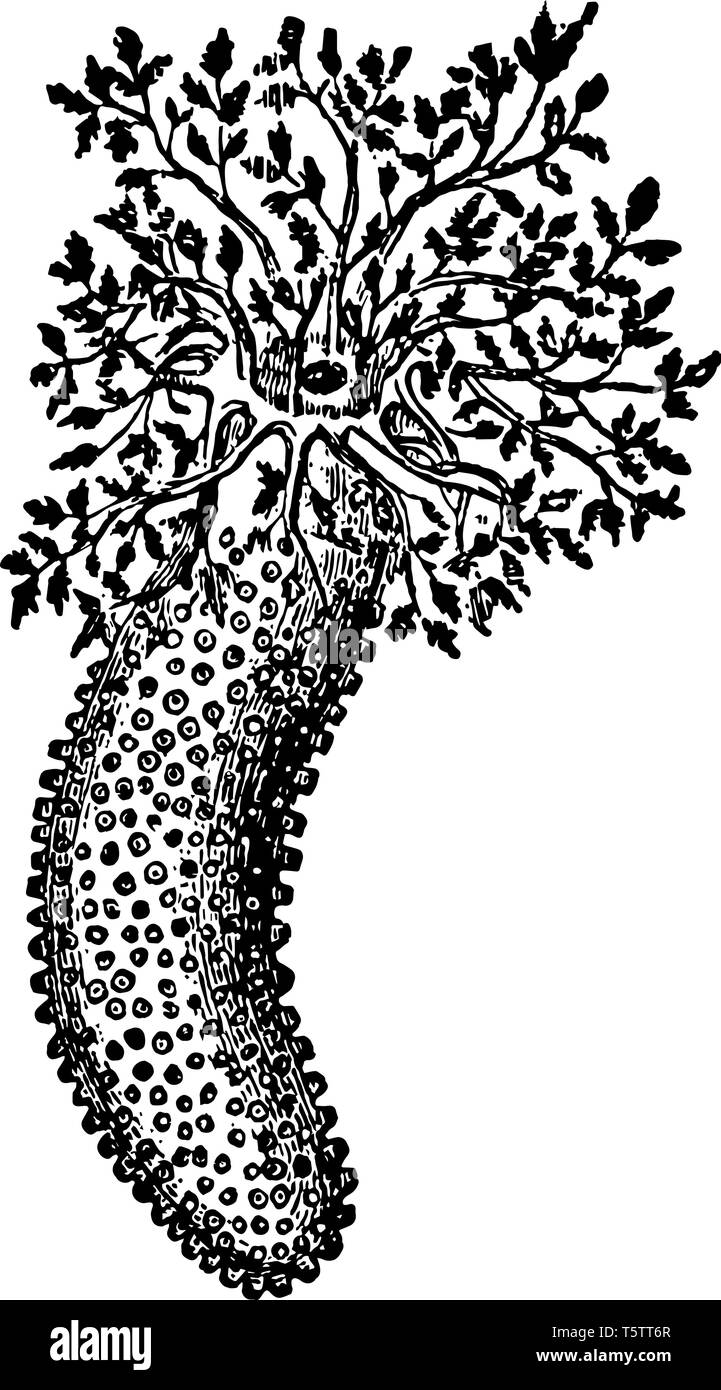 Illustration shows Phyllophorus Urna. Body is Oval shaped and resemble ...