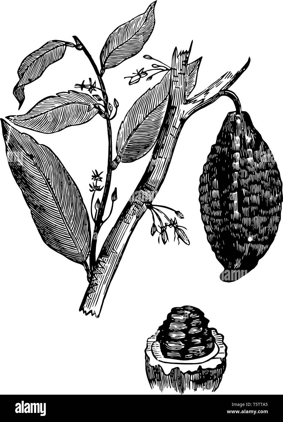 Cocao illustration Black and White Stock Photos & Images - Alamy