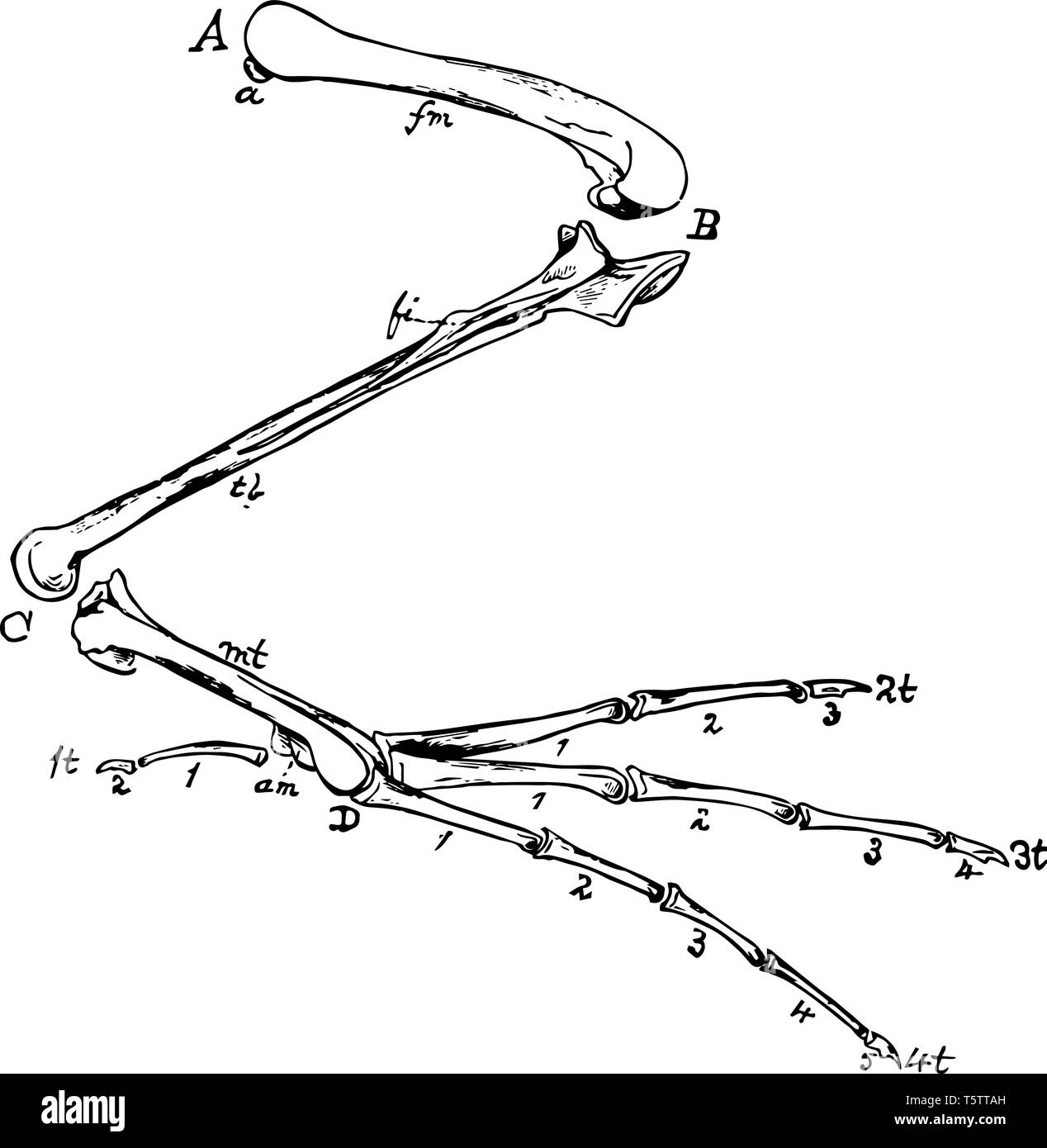 Various types of Bones of a Bird Hind Limb vintage line drawing or ...