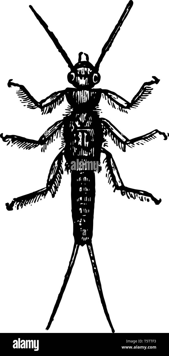Larva of Perla Marginata which is an insect among the Neuroptera ...