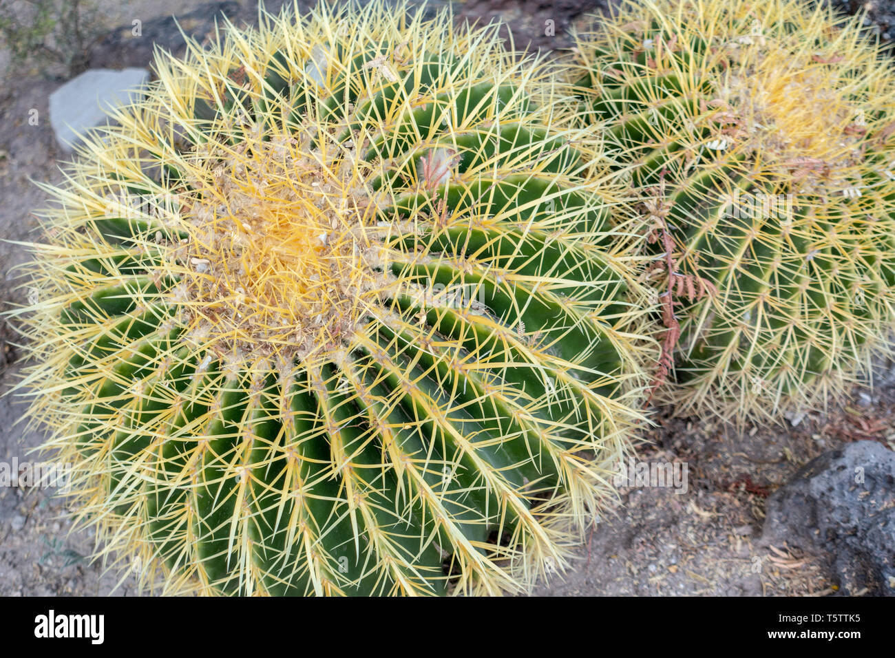 Arizona Barrel Cactus Golden Barrel Cactus High Resolution Stock ...