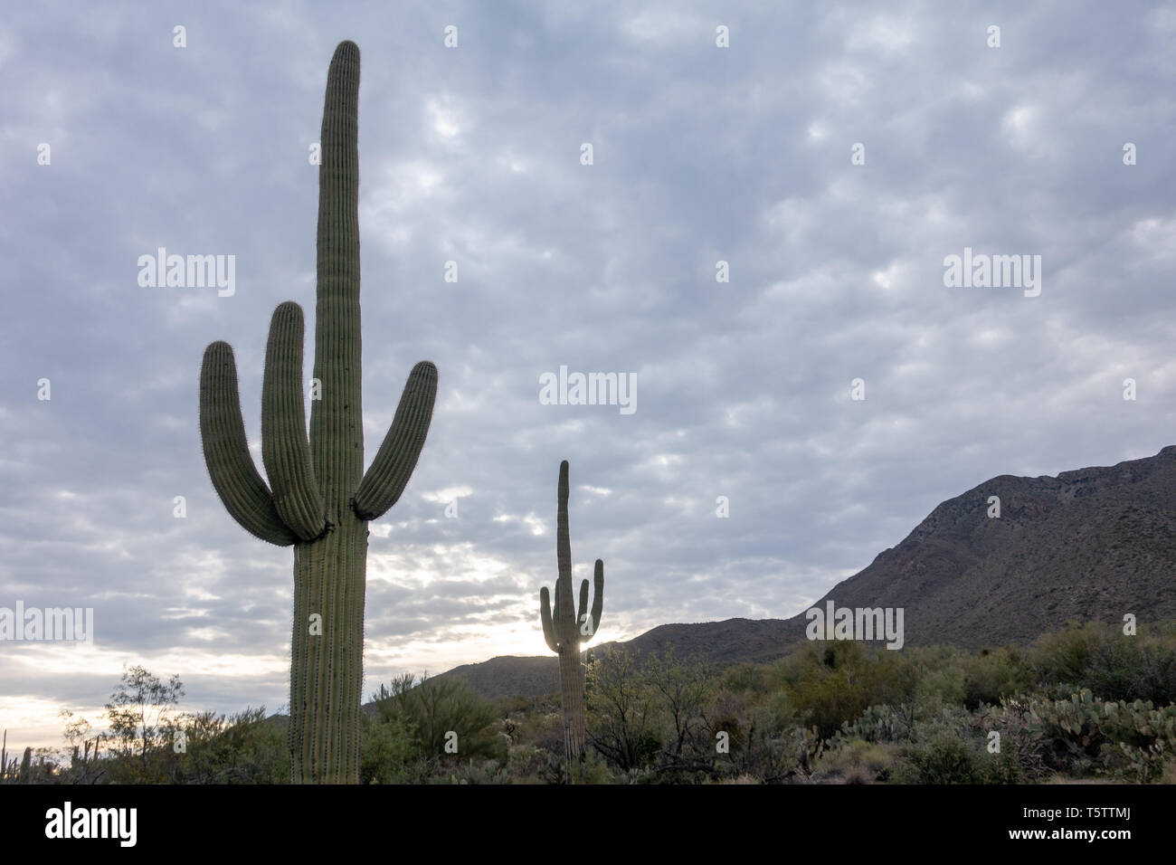 Iconic Saguaro cactus in Saguaro National Park in Arizona, USA Stock ...