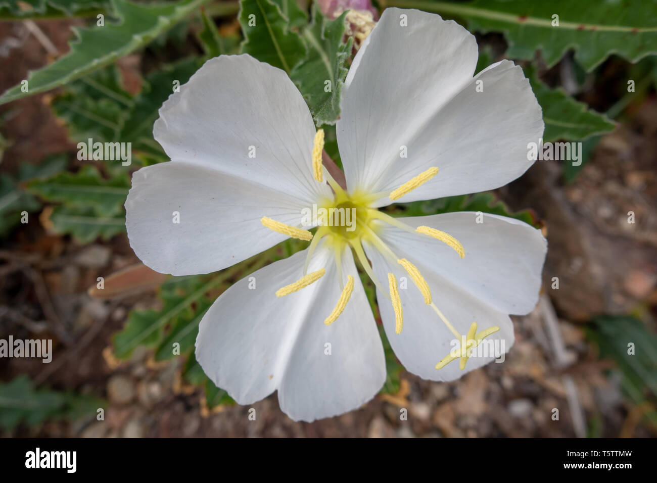 Oenothera caespitose hi-res stock photography and images - Alamy