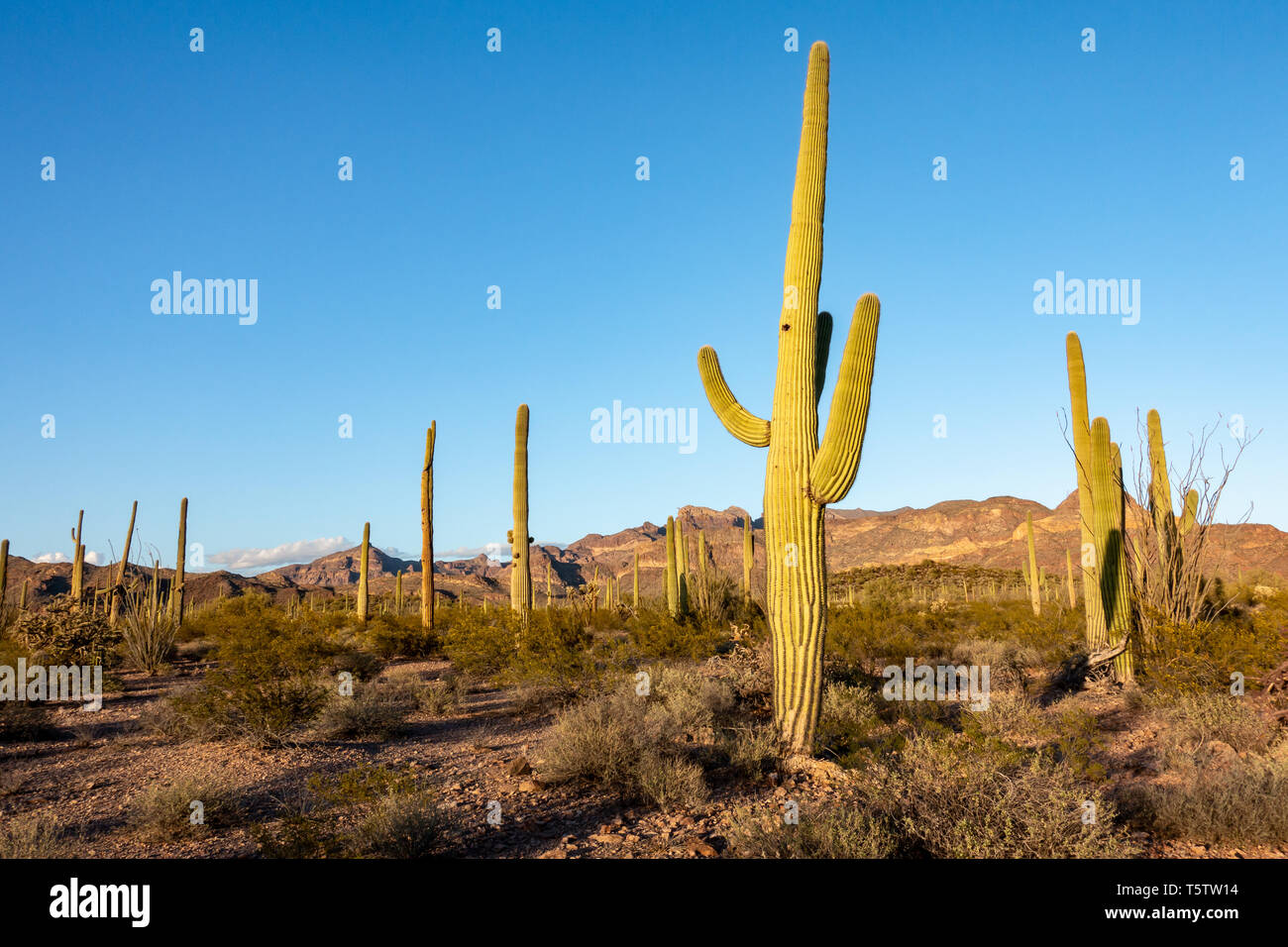 Iconic Saguaro cactus in Saguaro National Park in Arizona, USA Stock ...