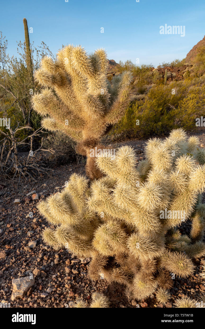 Teddy bear cholla cactus (Cylindropuntia bigelovii) in Saguaro National ...