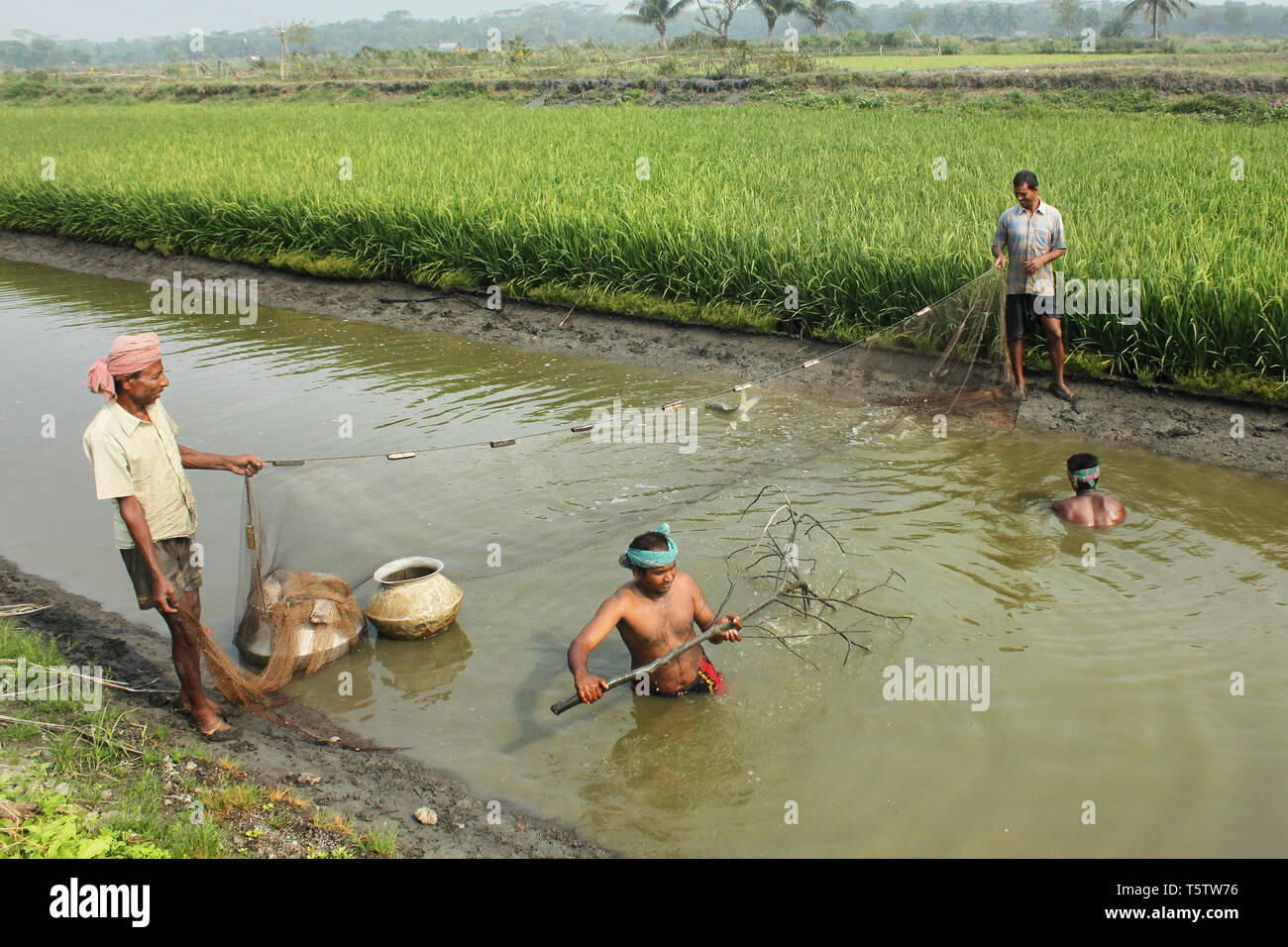 Fishermen catch fish in a pond. Khulna, Bangladesh Stock Photo - Alamy