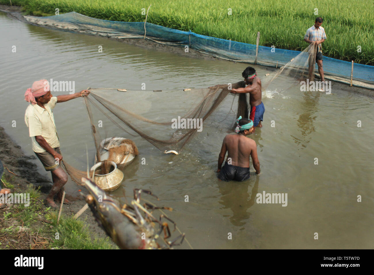 Fishermen catch fish in a pond. Khulna, Bangladesh Stock Photo - Alamy
