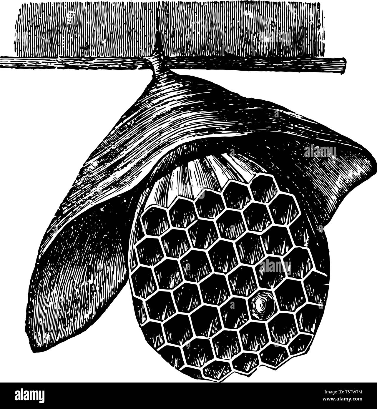 This illustration represents Hanging Hornet Nest vintage line drawing ...