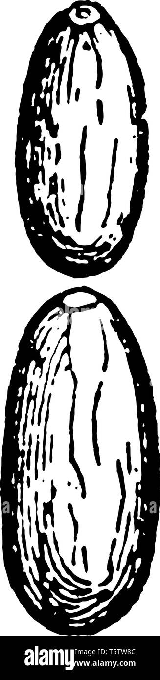 This illustration represents Red Wood Ant Shelter of Pupae so called ...