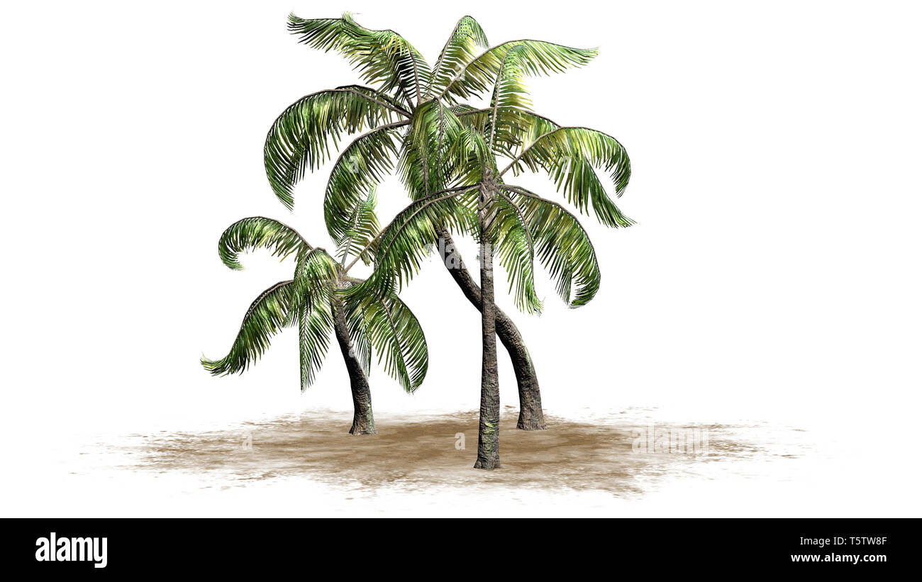 a group of Sample Palm trees - isolated on white background Stock Photo ...