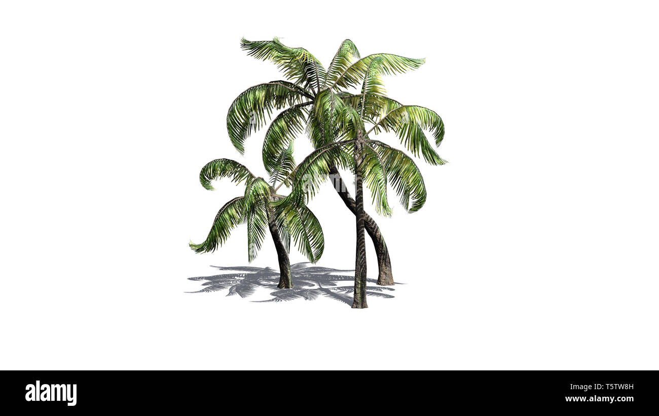 a group of Sample Palm trees - isolated on white background Stock Photo ...