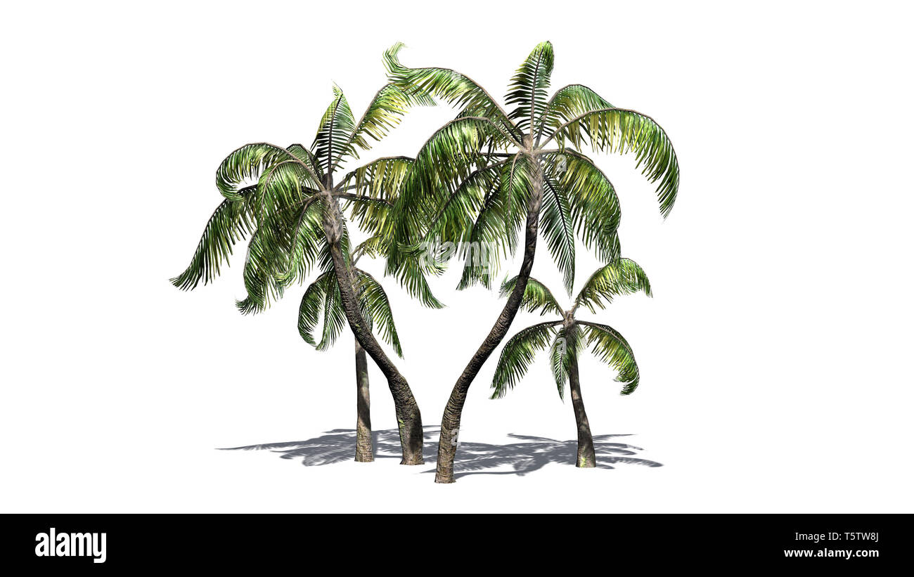 a group of Sample Palm trees - isolated on white background Stock Photo ...