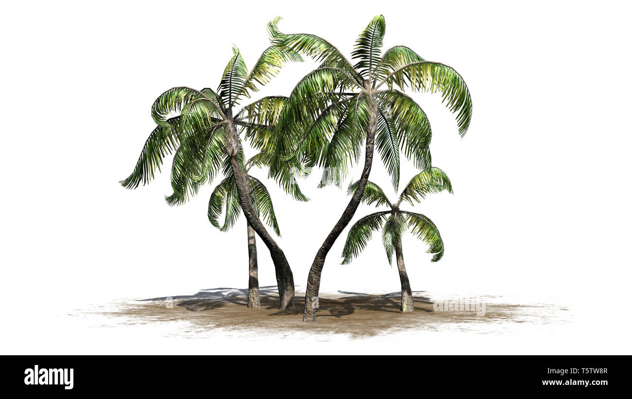 a group of Sample Palm trees - isolated on white background Stock Photo ...