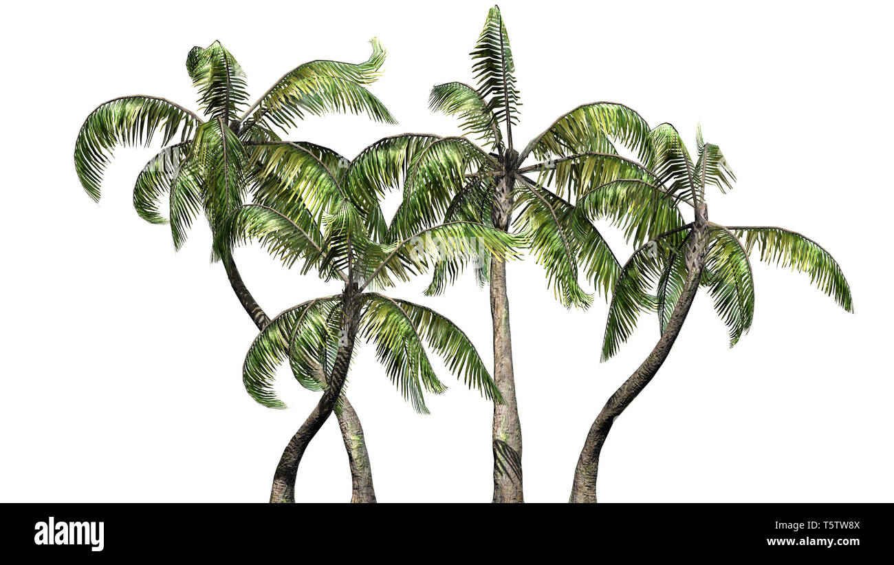 a group of Sample Palm trees - isolated on white background Stock Photo ...