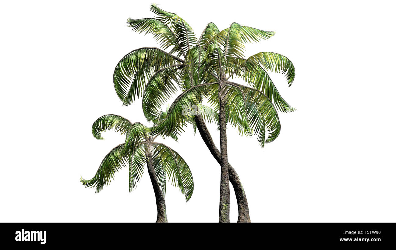 a group of Sample Palm trees - isolated on white background Stock Photo ...