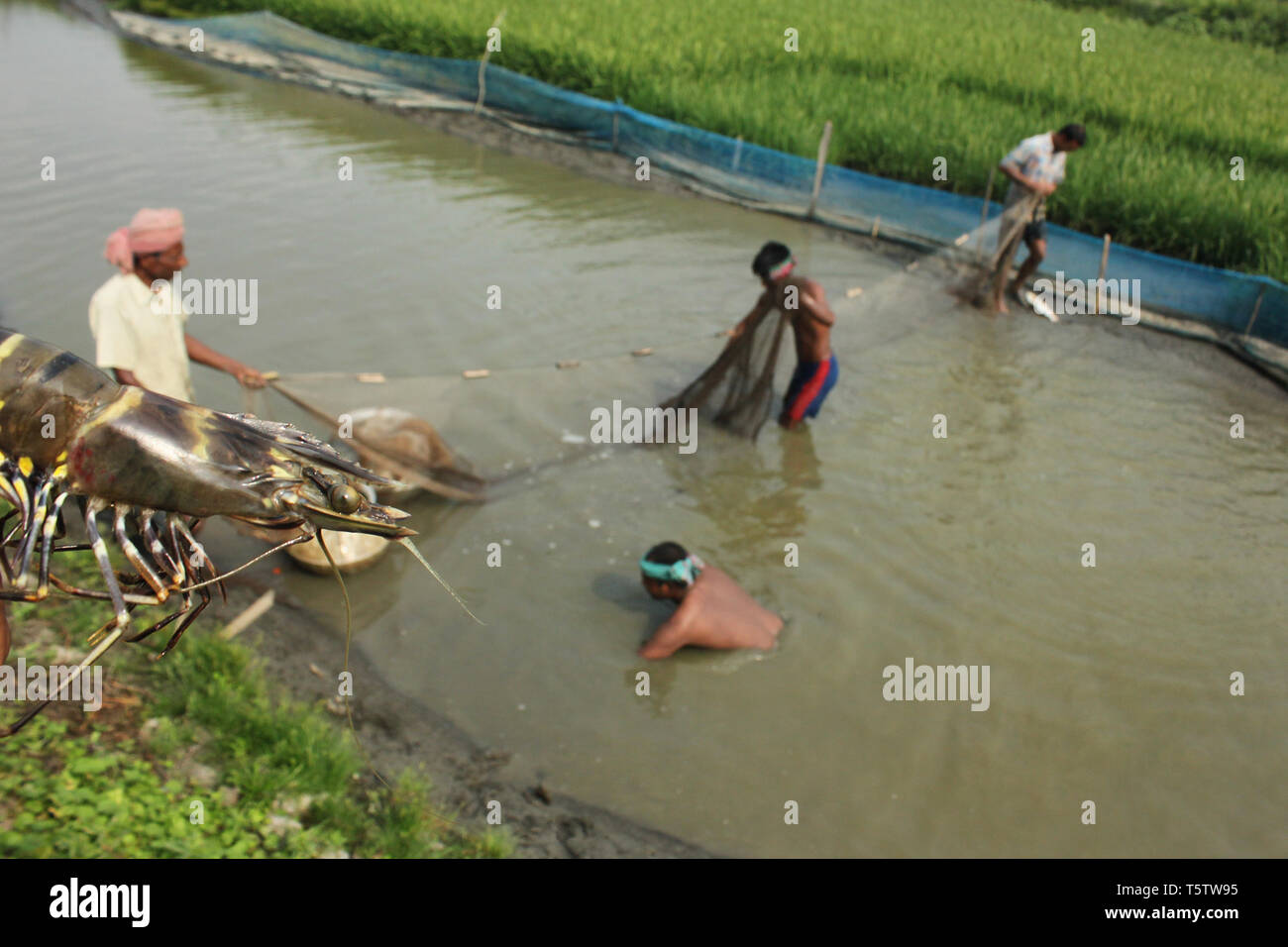 Fishermen catch fish in a pond. Khulna, Bangladesh Stock Photo - Alamy