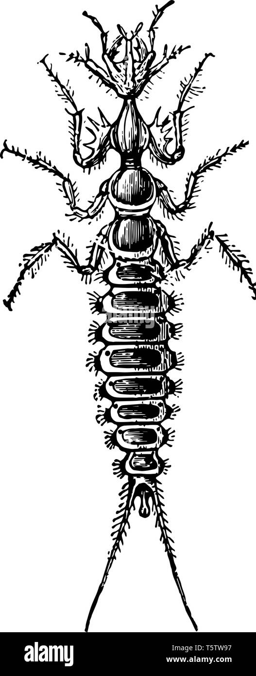 Larva of Galerita Lecontei which contains carnivorous beetles of very ...