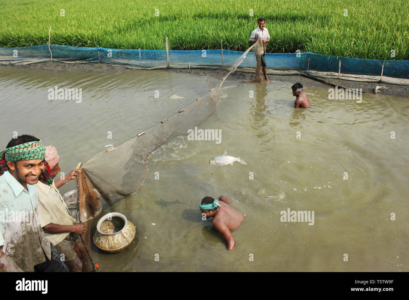 Fishermen catch fish in a pond. Khulna, Bangladesh Stock Photo - Alamy