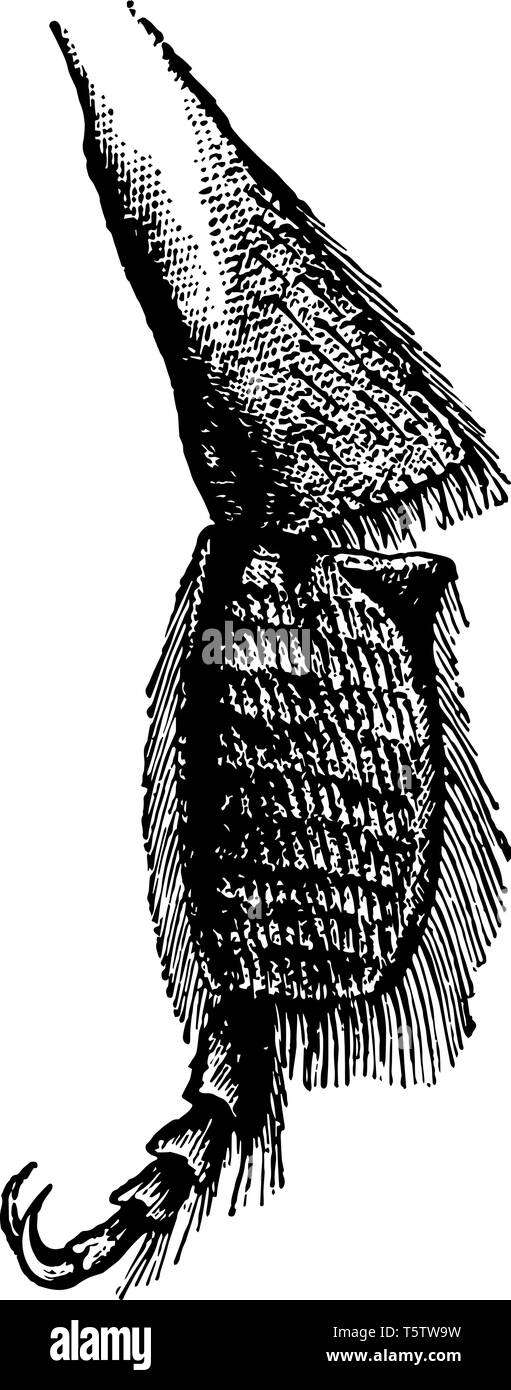 Leg of a Bee where the joint is used for gathering the pollen vintage ...