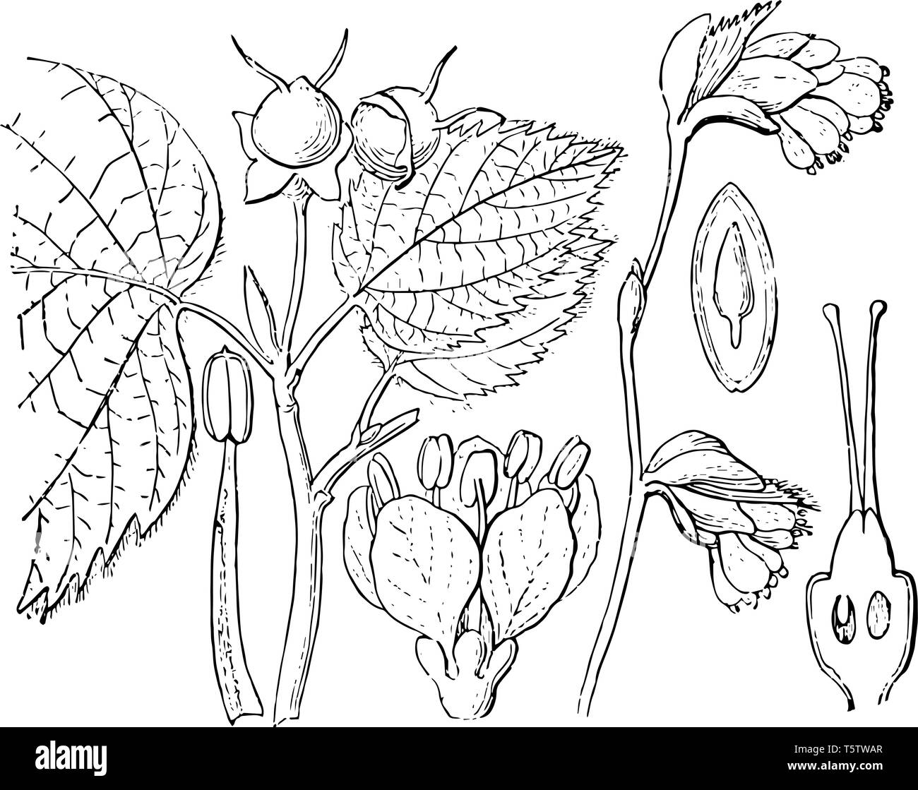Winter hazel Stock Vector Images - Alamy