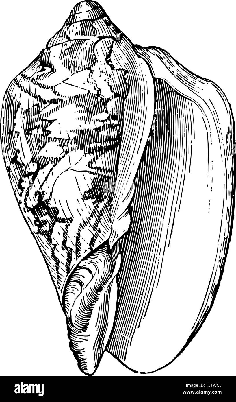 Voluta Scapha is a genus of medium to large sea snails vintage line ...