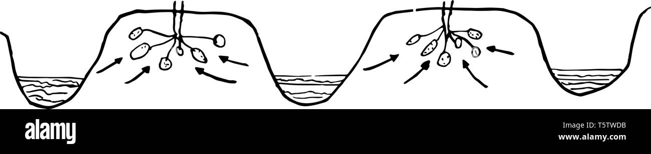 This illustration represents Furrow Method which is a Irrigating ...