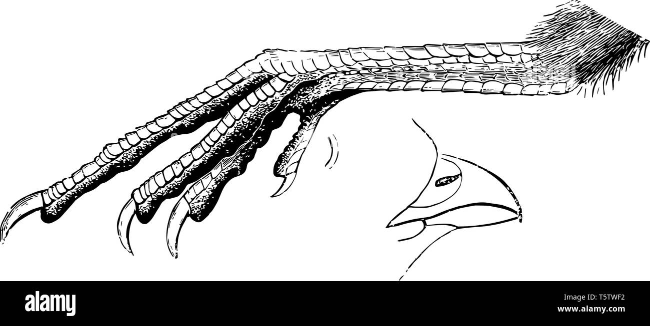 Quail Foot and Bill black or blackish brown vintage line drawing or ...