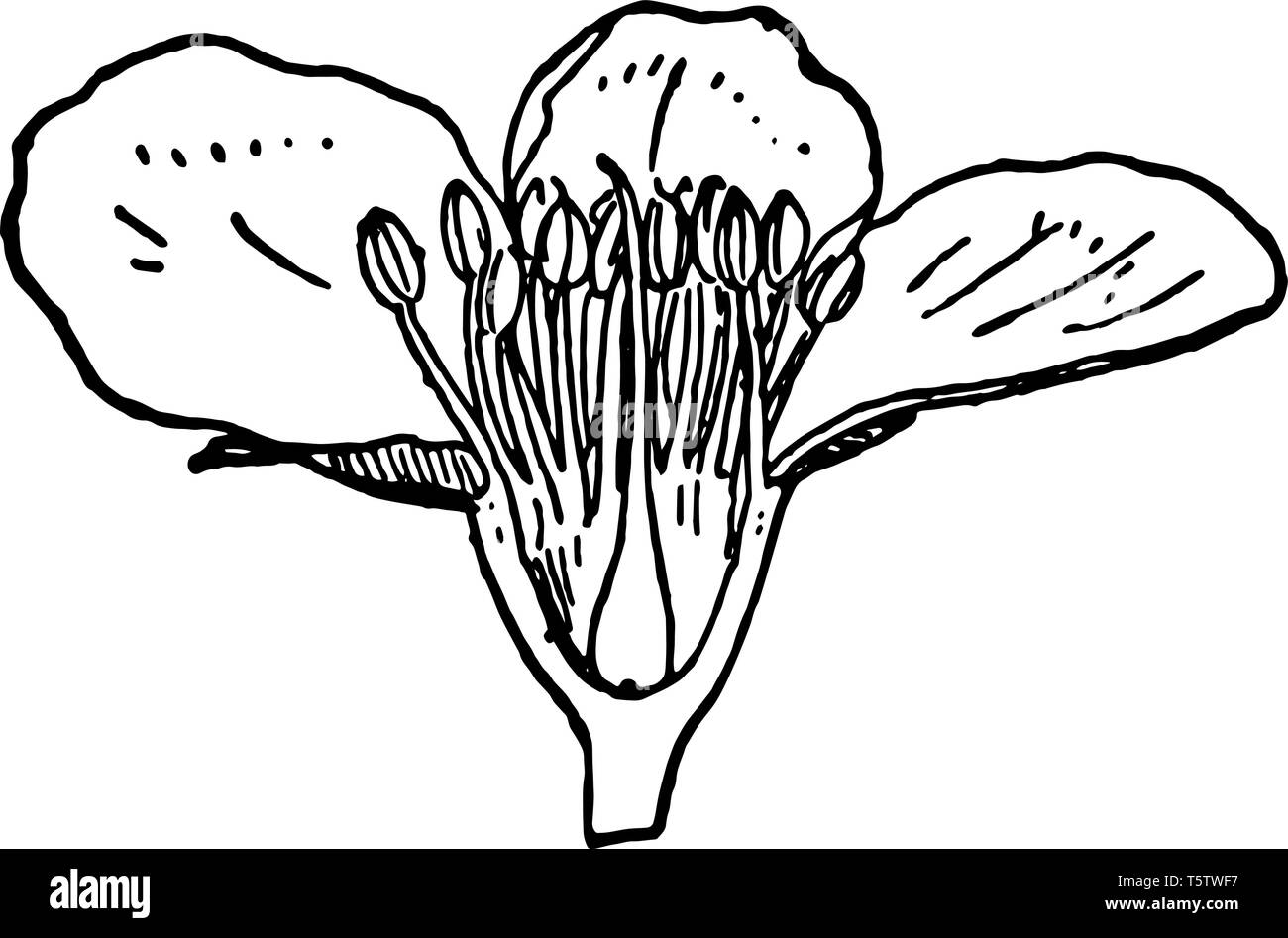 Rosaceae illustration Stock Vector Images - Alamy