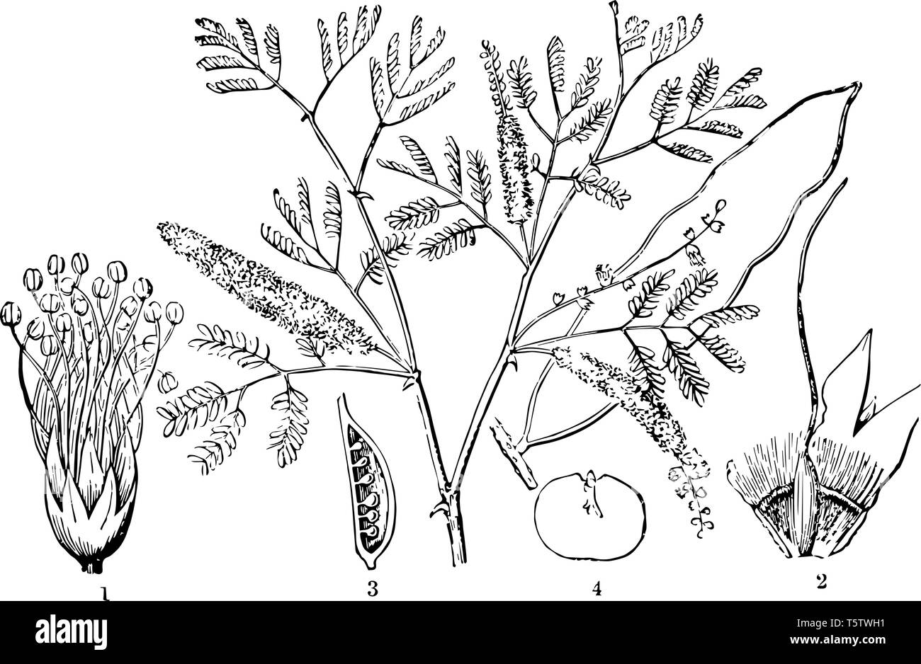 Gum arabic tree Stock Vector Images - Alamy