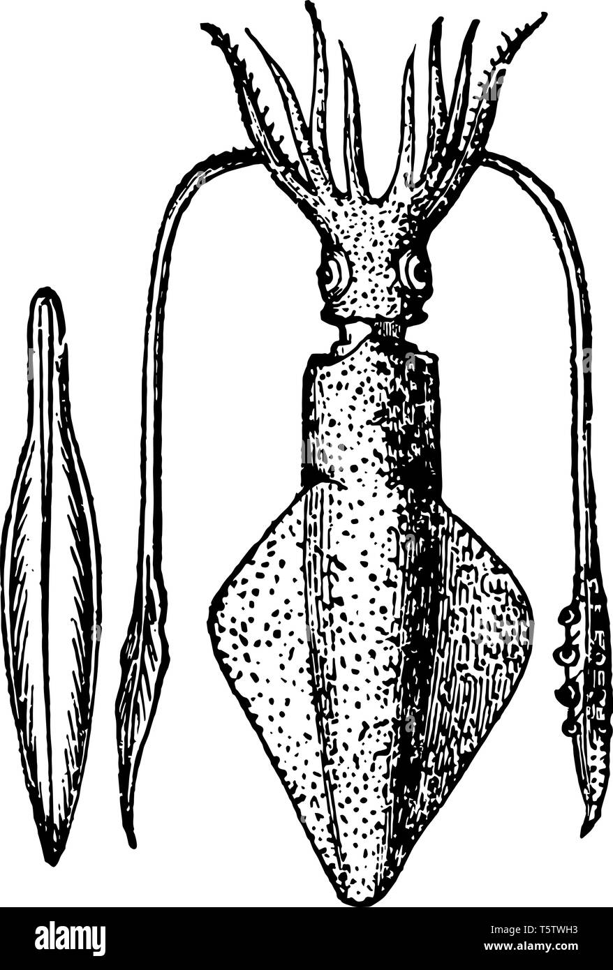 Diagrama Loligo Potencial D'aición Wikipedia