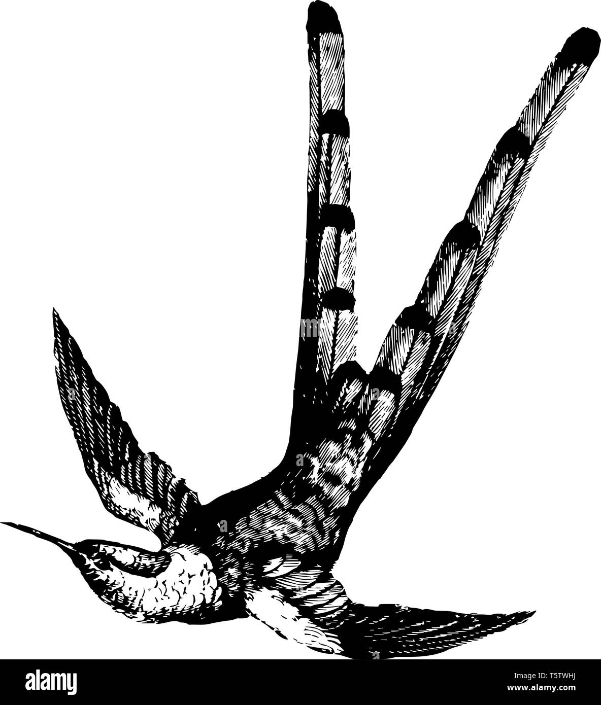 Bar Tailed Hummingbird is a masterpiece, vintage line drawing or ...