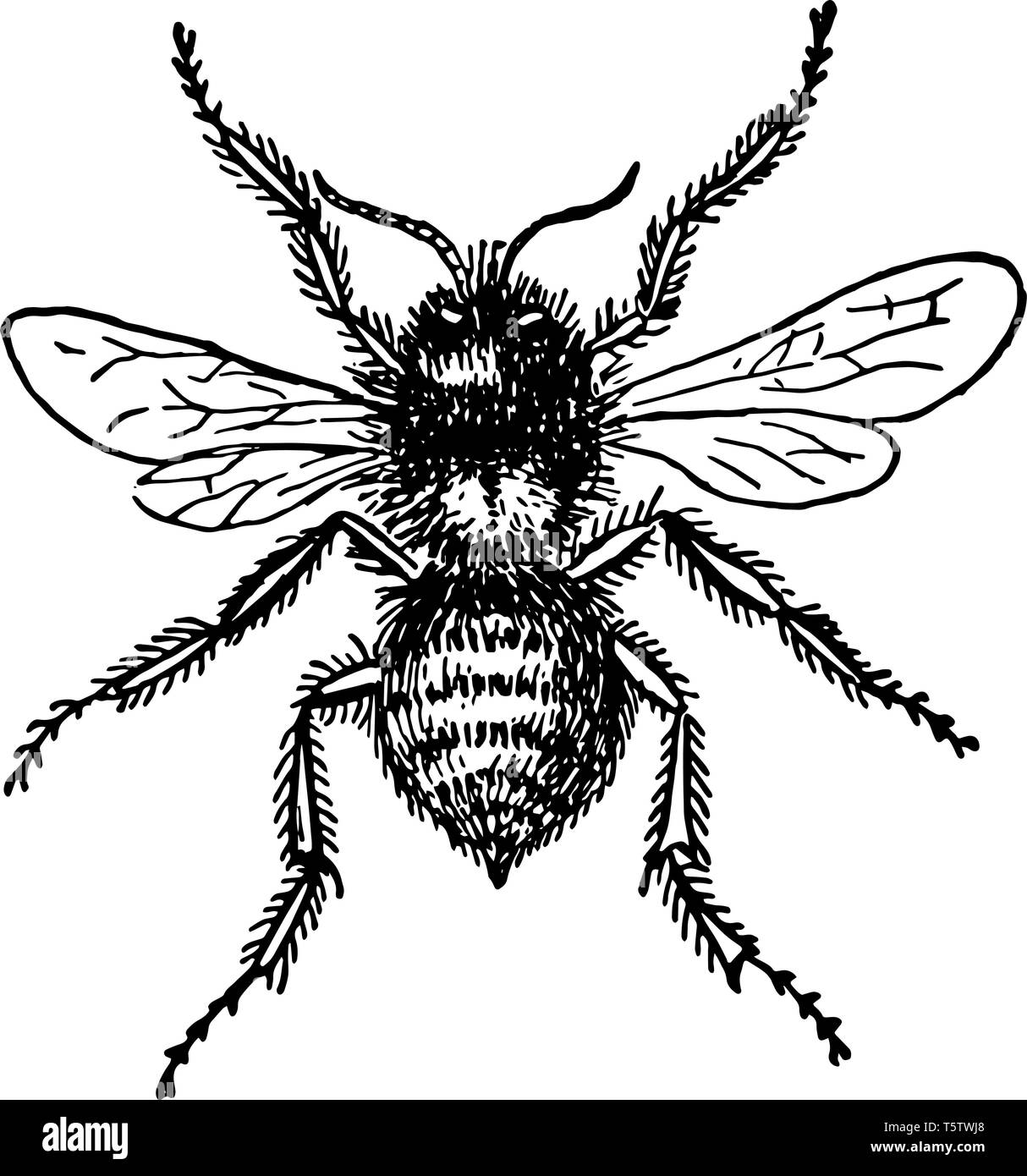Bumblebee is a member of the genus Bombus vintage line drawing or ...