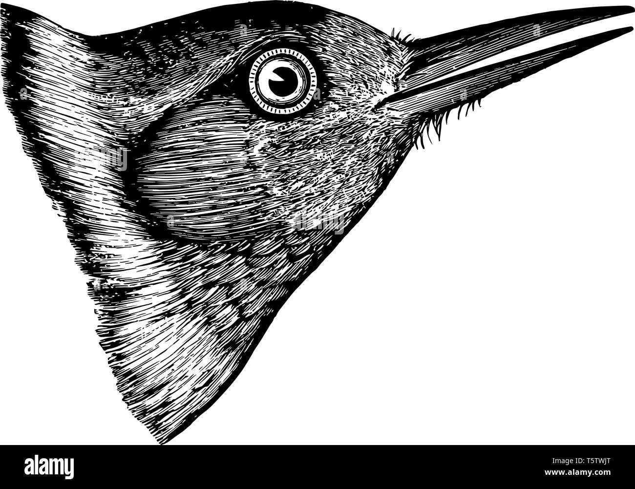 Woodpecker Beak Drawing