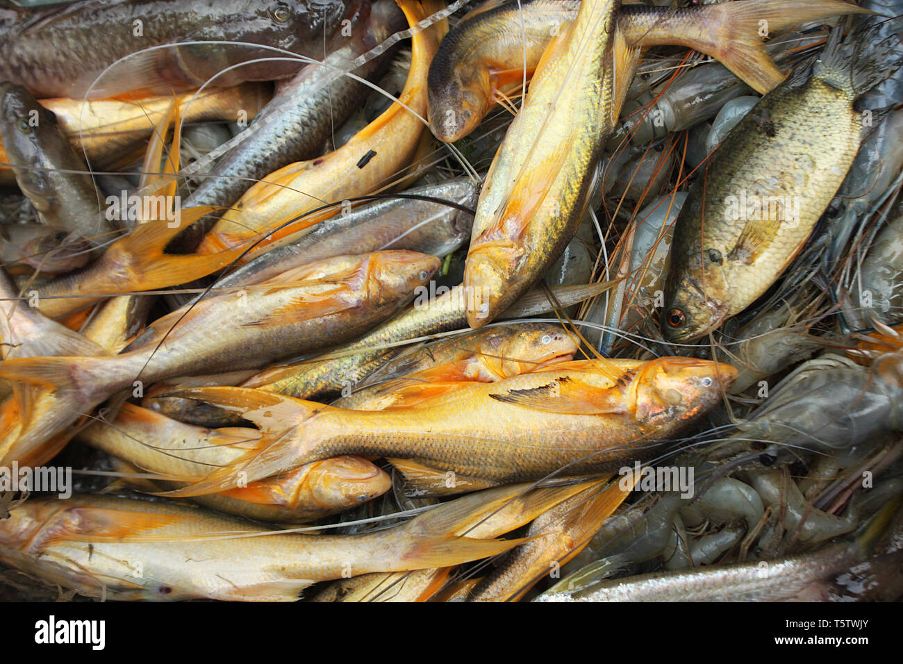 Assorted Bangladeshi local fishes. Khulna, Bangladesh Stock Photo - Alamy