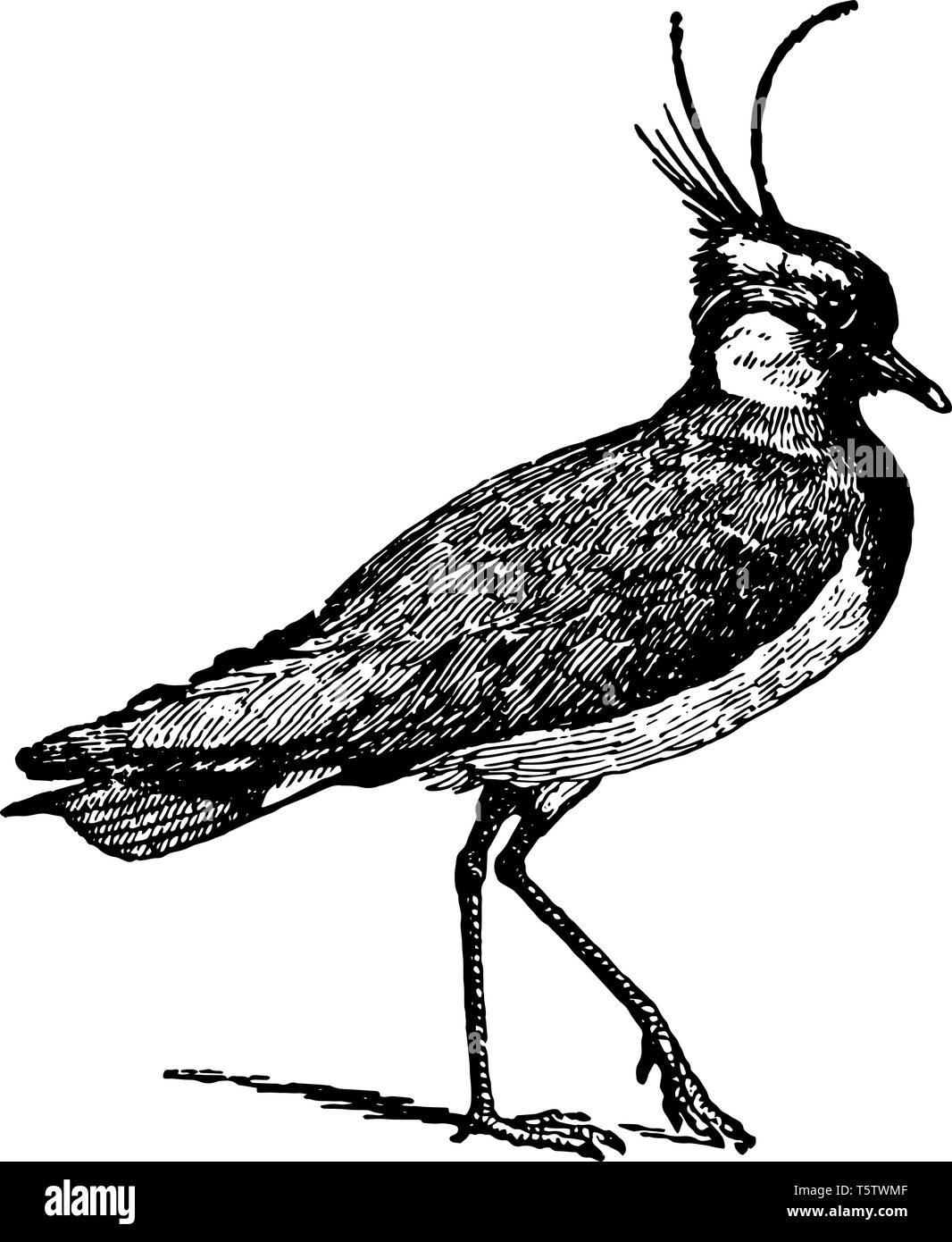 Lapwing also known in Great Britain as peewit, vintage line drawing or ...