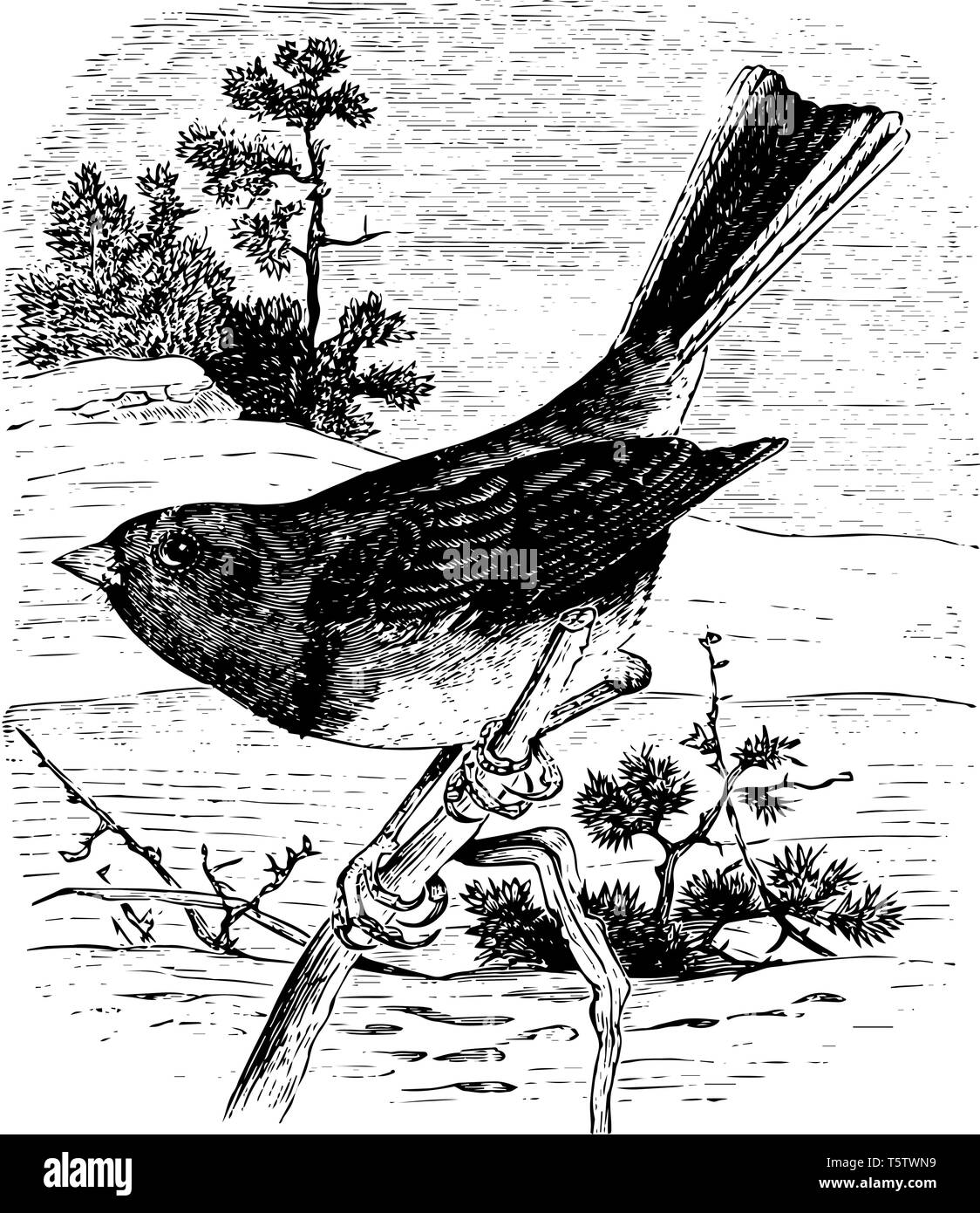 This image represents Eastern Snow bird vintage line drawing or ...