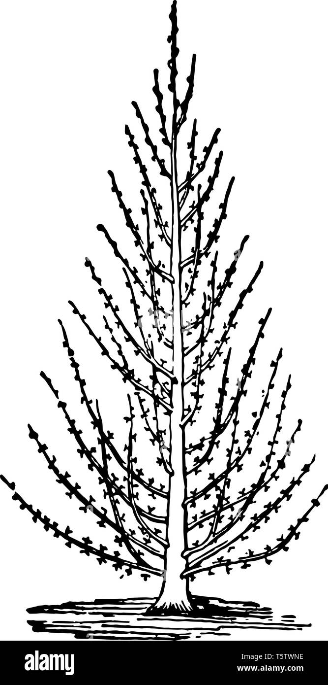 This illustration represents Pyramidal Training which is a type of Tree ...