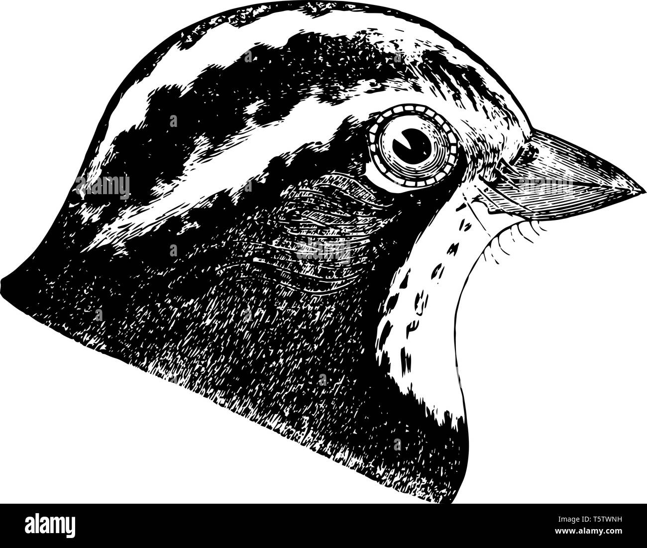 This illustration represents White throated Sparrow Head vintage line ...