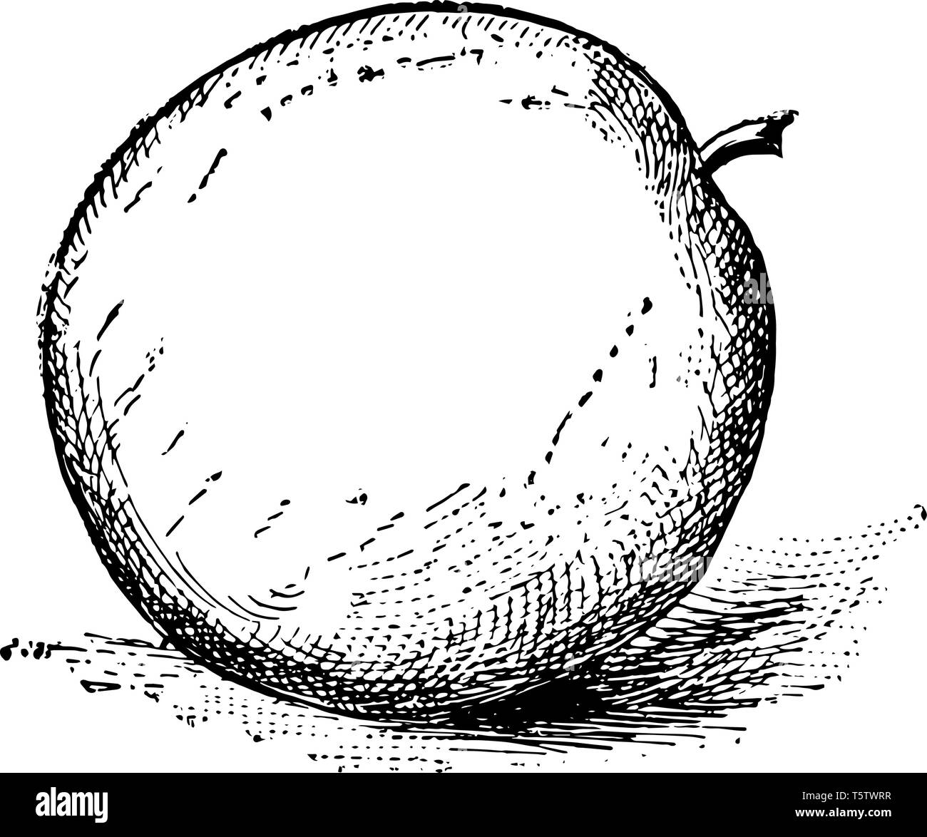 Apple vector frame Black and White Stock Photos & Images - Alamy