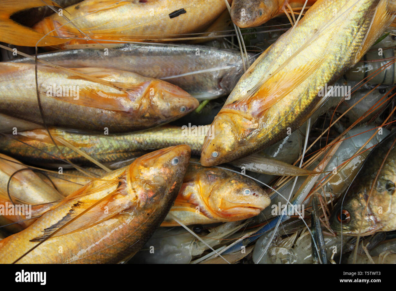 Assorted Bangladeshi local fishes. Khulna, Bangladesh Stock Photo - Alamy