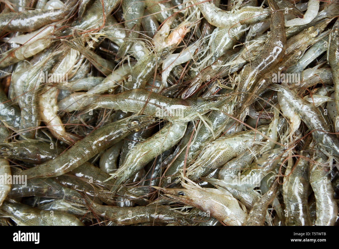 Shrimp in a Gher (shrimp firm) at Kaira,Khulna, Bangladesh Stock Photo ...