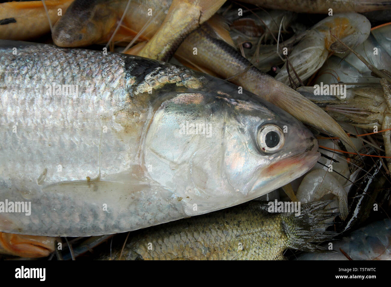 Assorted Bangladeshi local fishes. Khulna, Bangladesh Stock Photo - Alamy