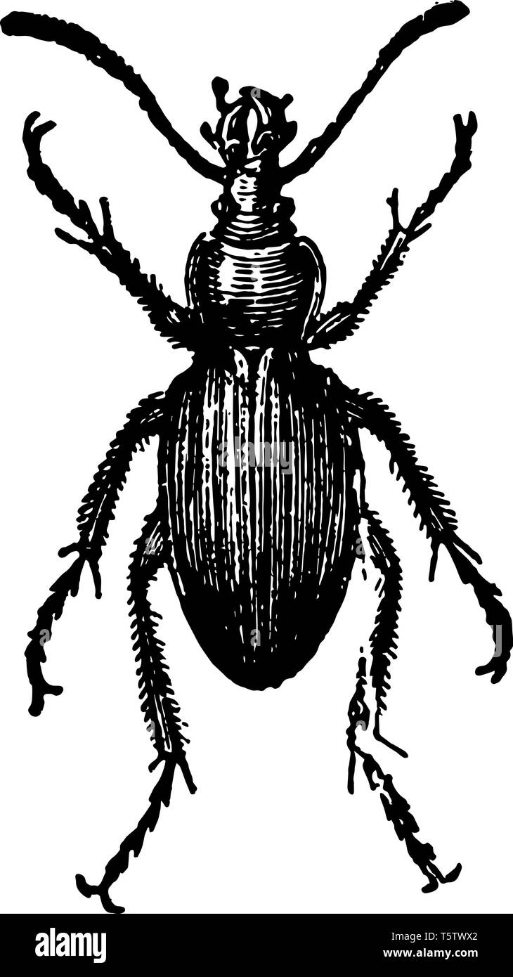 Ground beetle larvae Stock Vector Images - Alamy