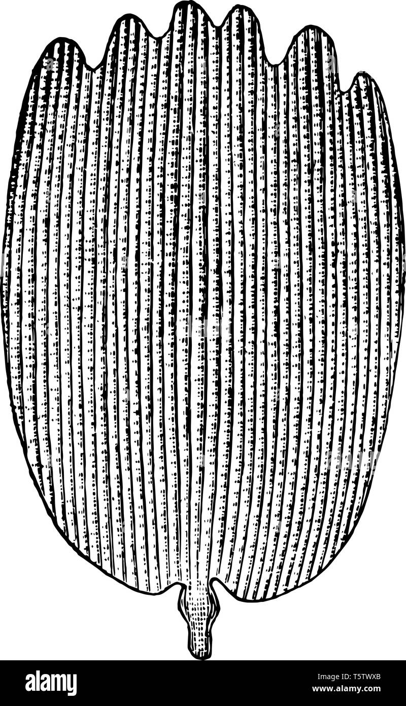 Butterfly Scale on the wings of Lepidoptera vintage line drawing or ...